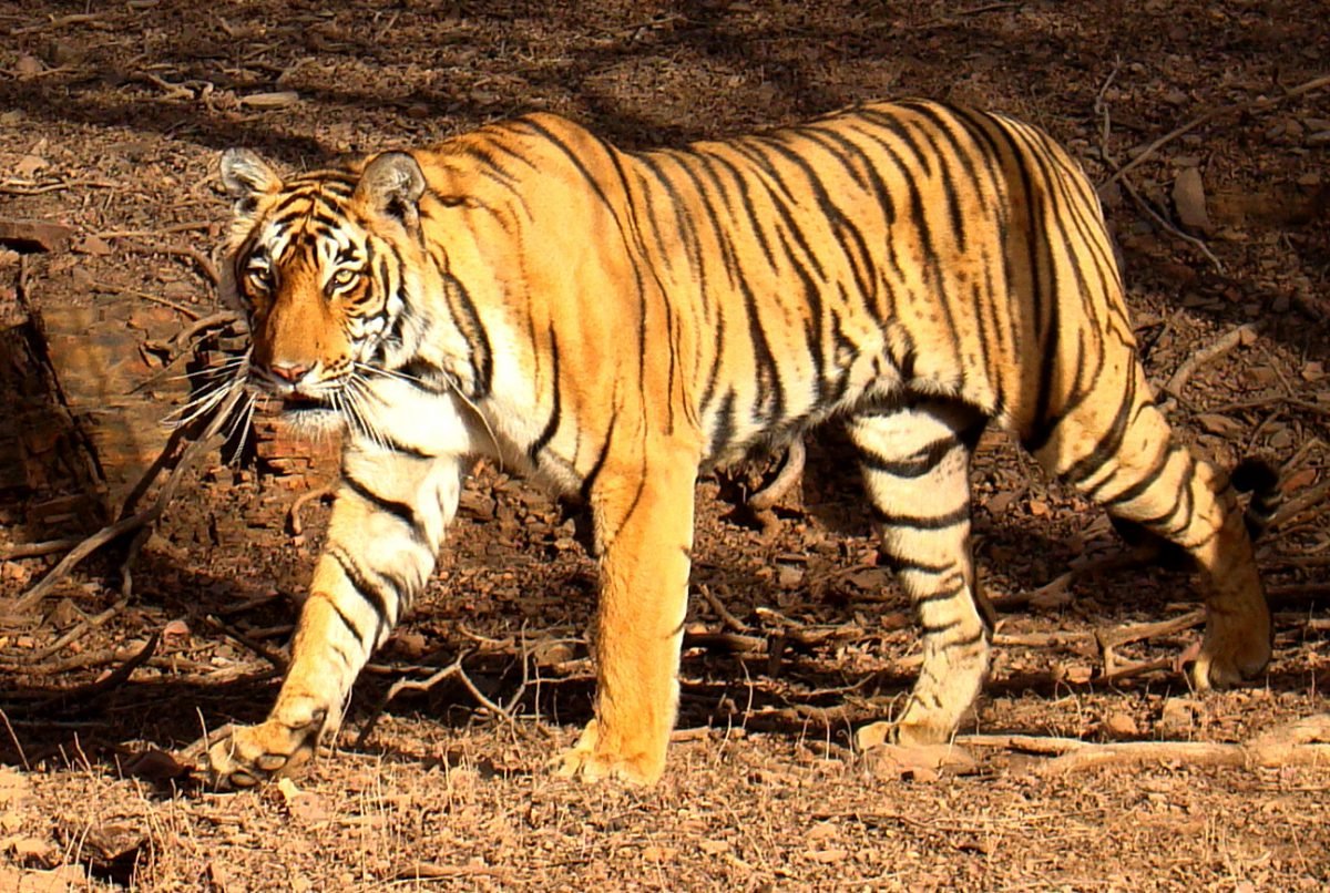 Things to do in Valmikinagar Tiger Reserve - TravelBaits